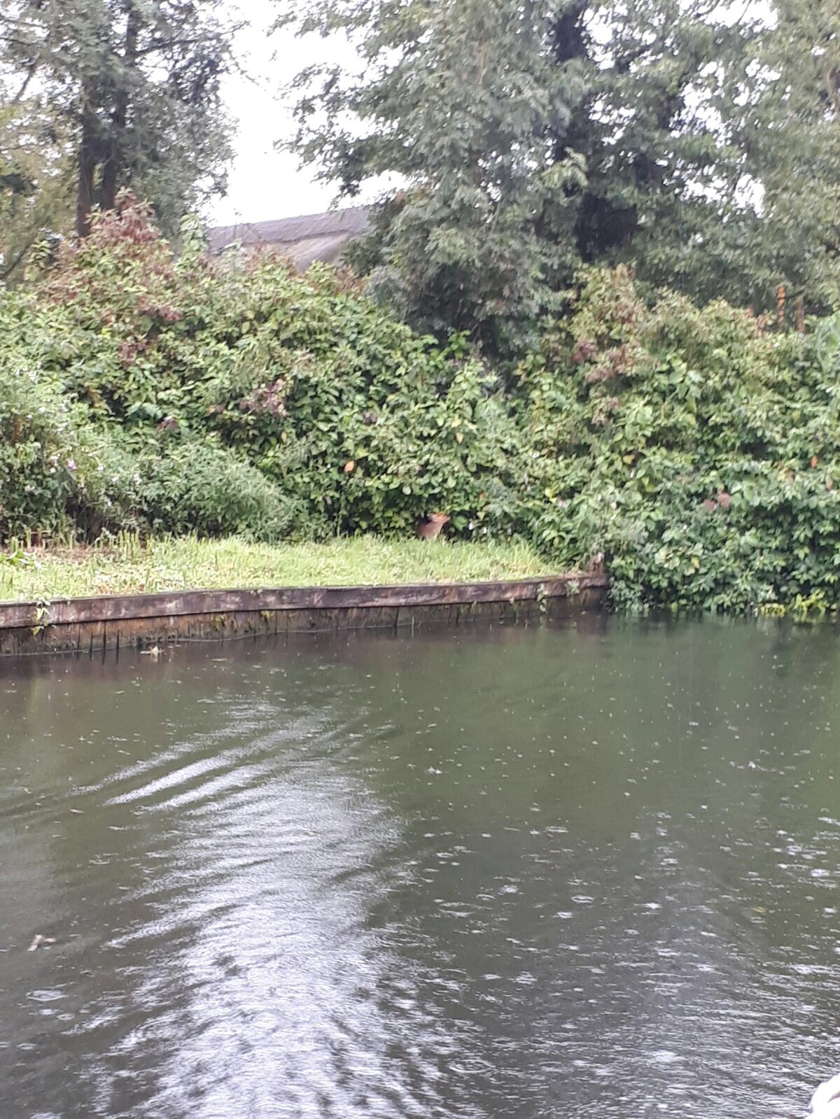 Otters and Kingfishers in Britain’s Magical Waterland - Broads Tours