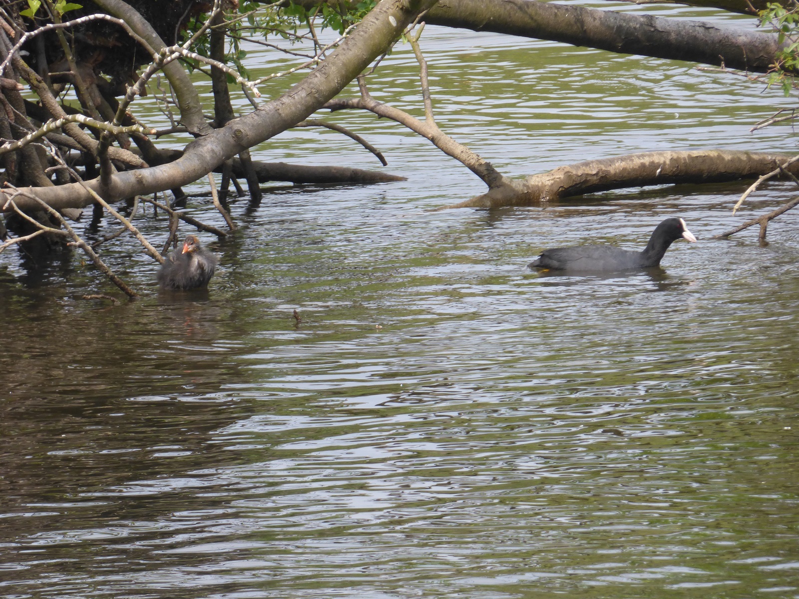 Young birds hitch a ride - Broads Tours