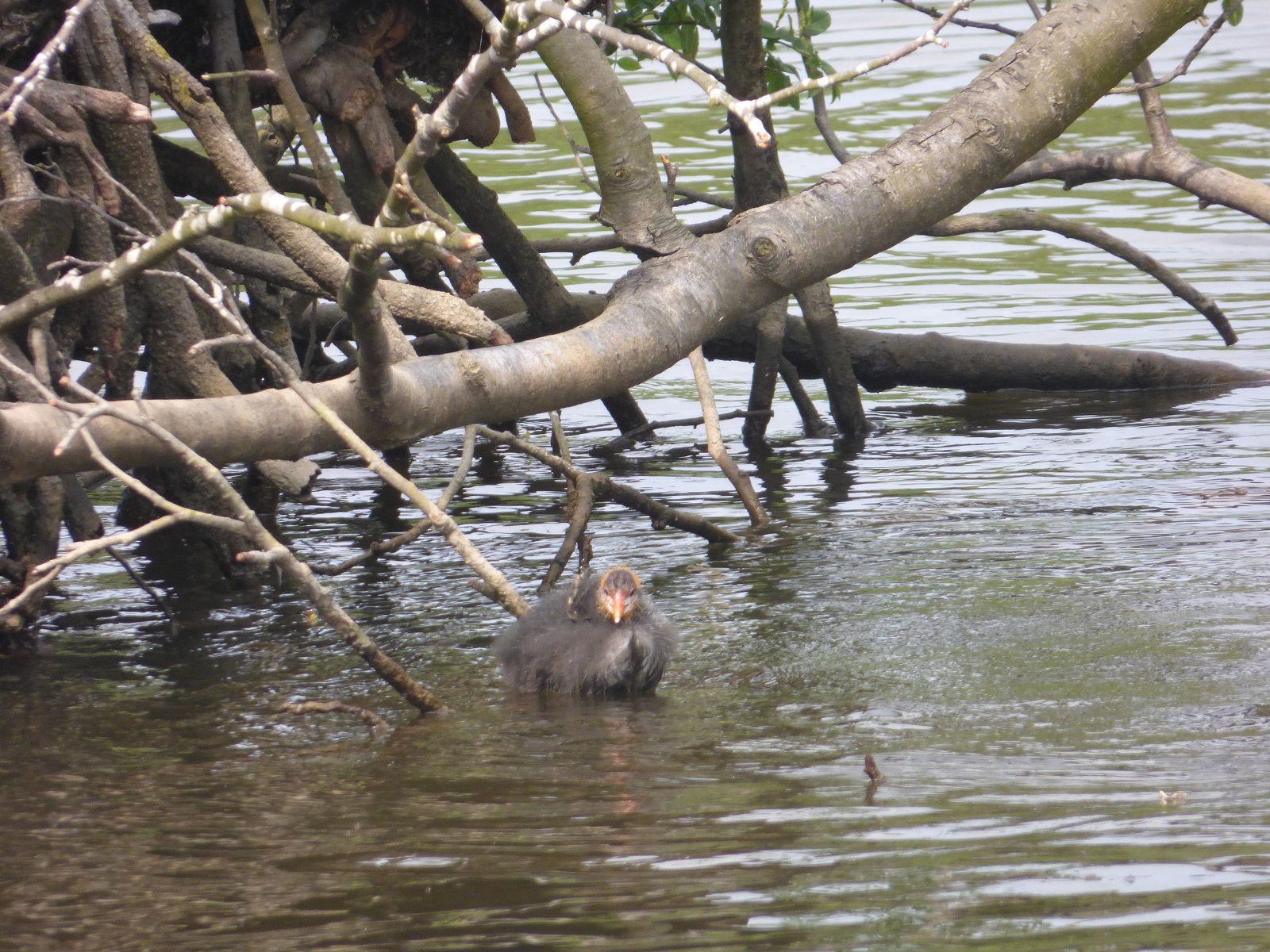 Young birds hitch a ride - Broads Tours